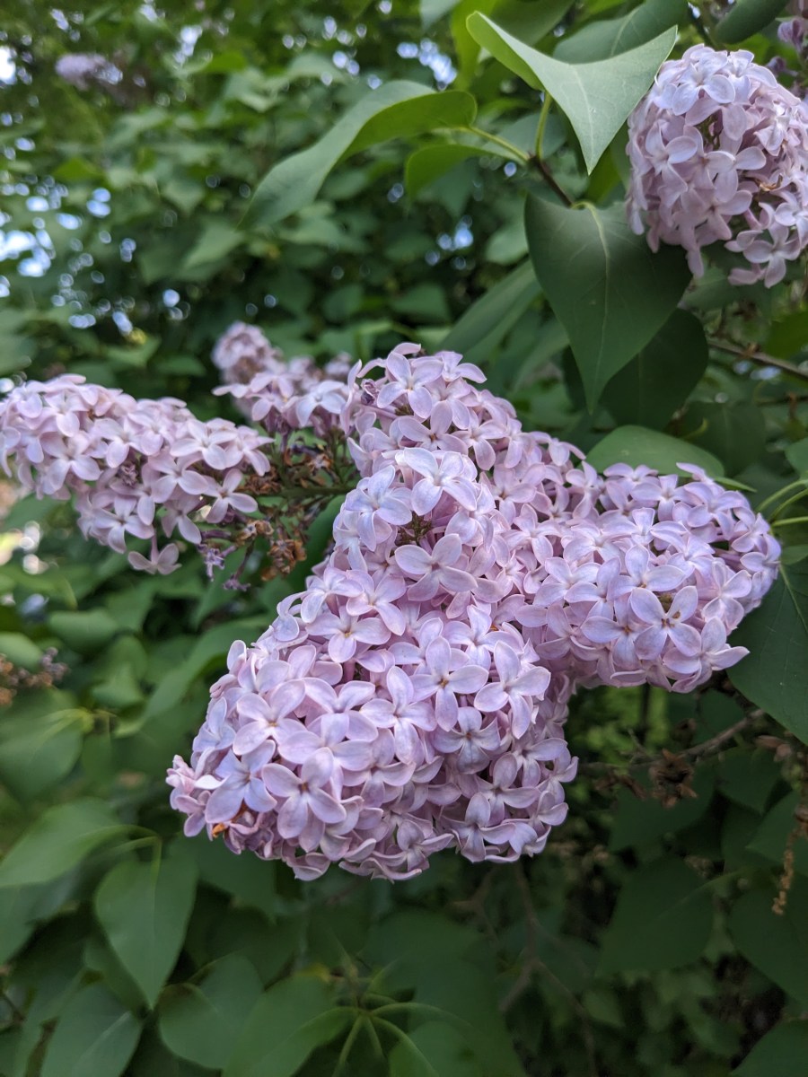 Bloom – Everyday Elevation