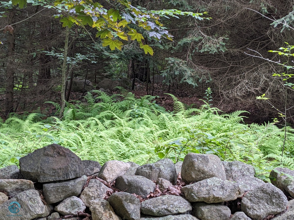 Faithful Friend – Everyday Elevation